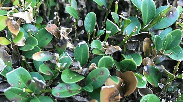 Boxwood Blight Identification, Symptoms & Management | Davey Tree