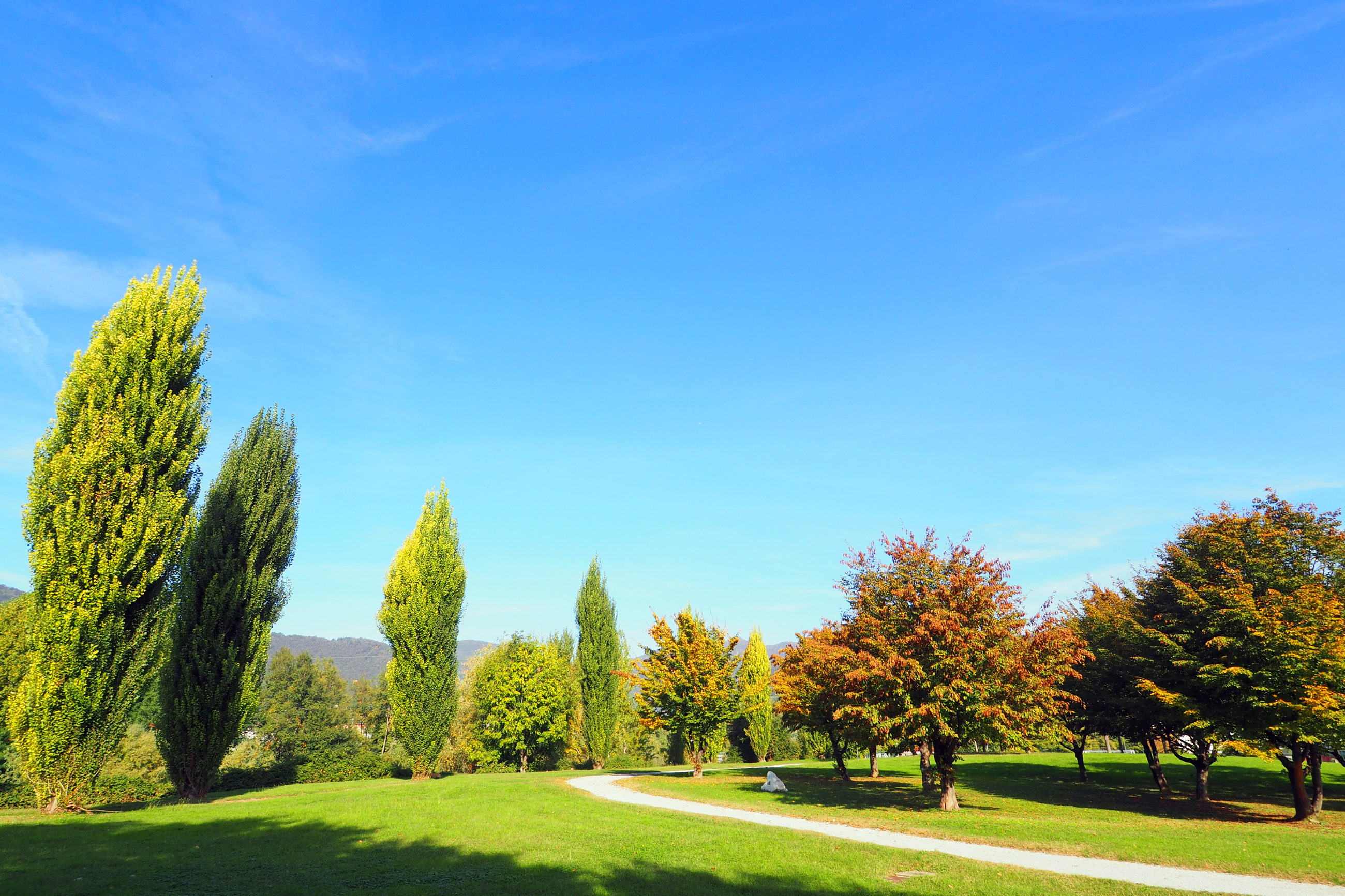 DRG Helps Washelli Cemetery In Seattle Manage Disease Among Lombardy ...