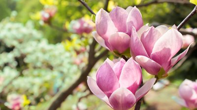 Davey Tree Services In St. Louis, Missouri | Davey Tree