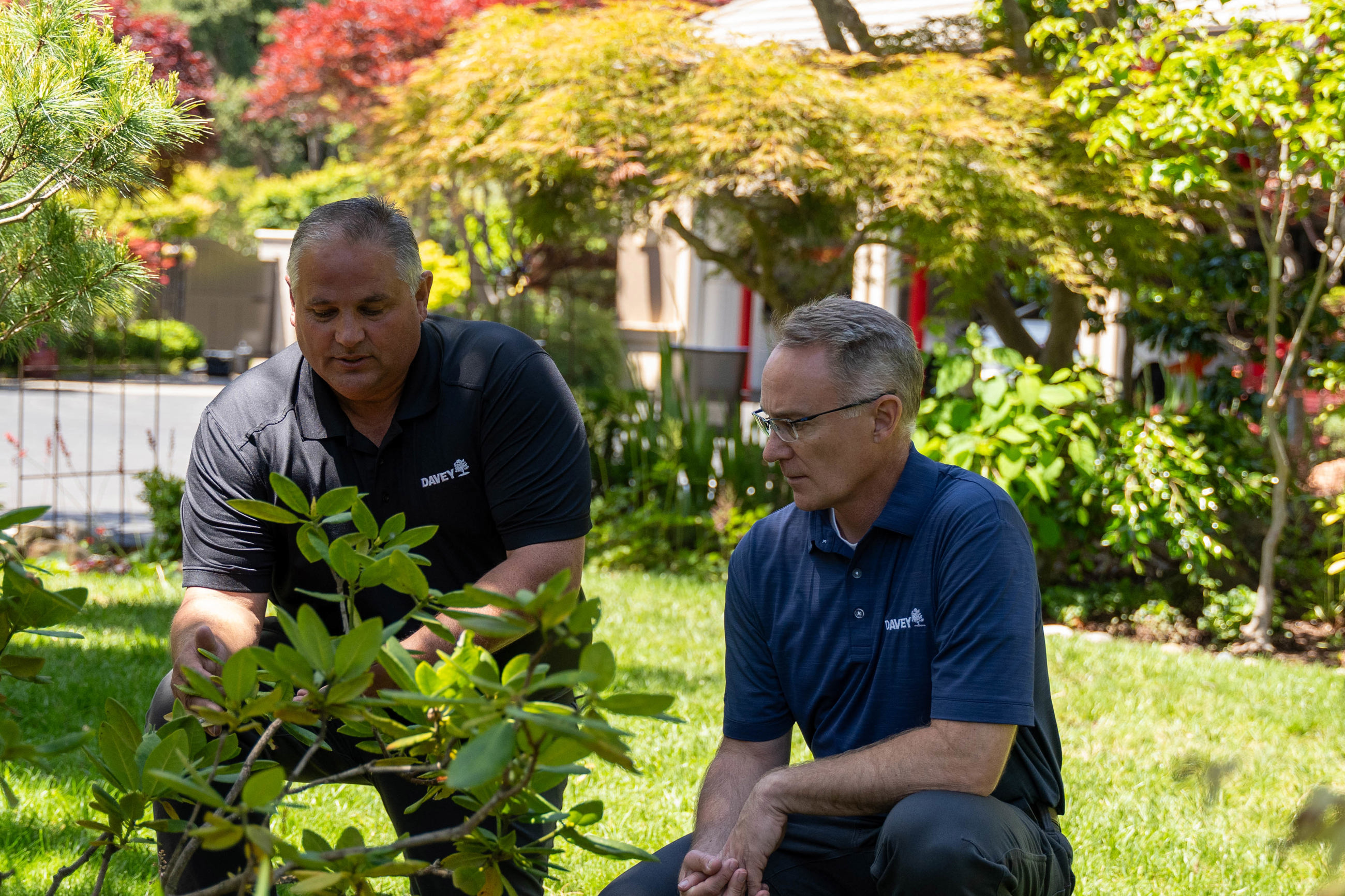 Davey Tree Services Near South Bay, California | Davey Tree