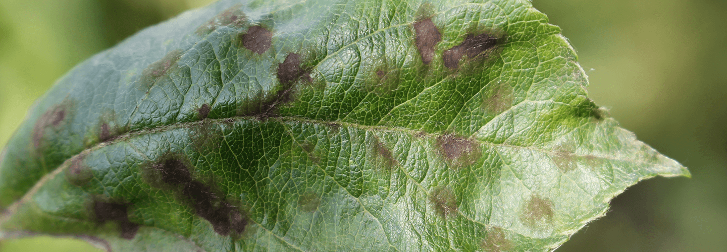 Apple Scab Signs & Symptoms | Davey Tree
