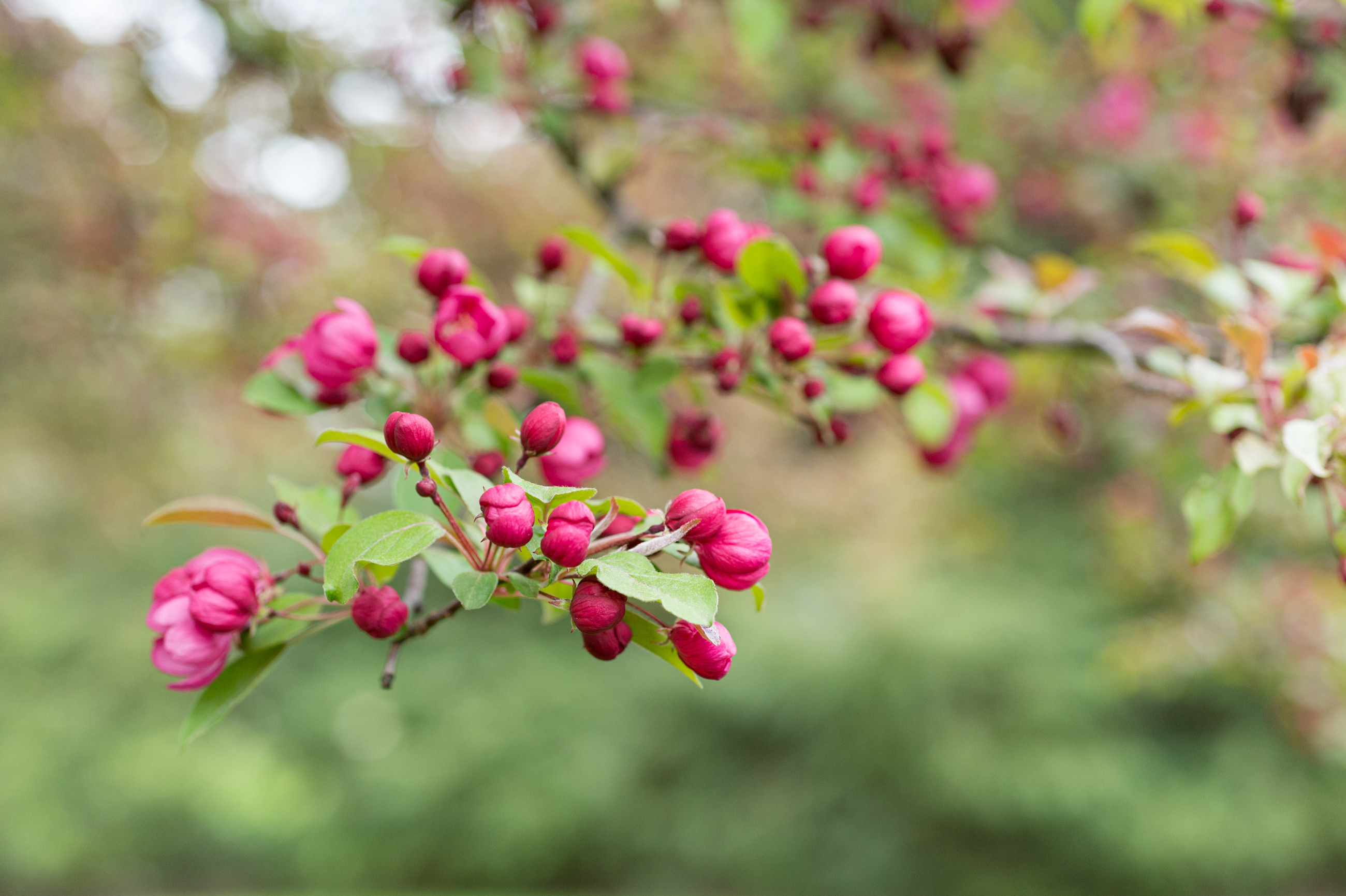 Spring Weather Outlook: Early 2024 Forecast | Davey Tree