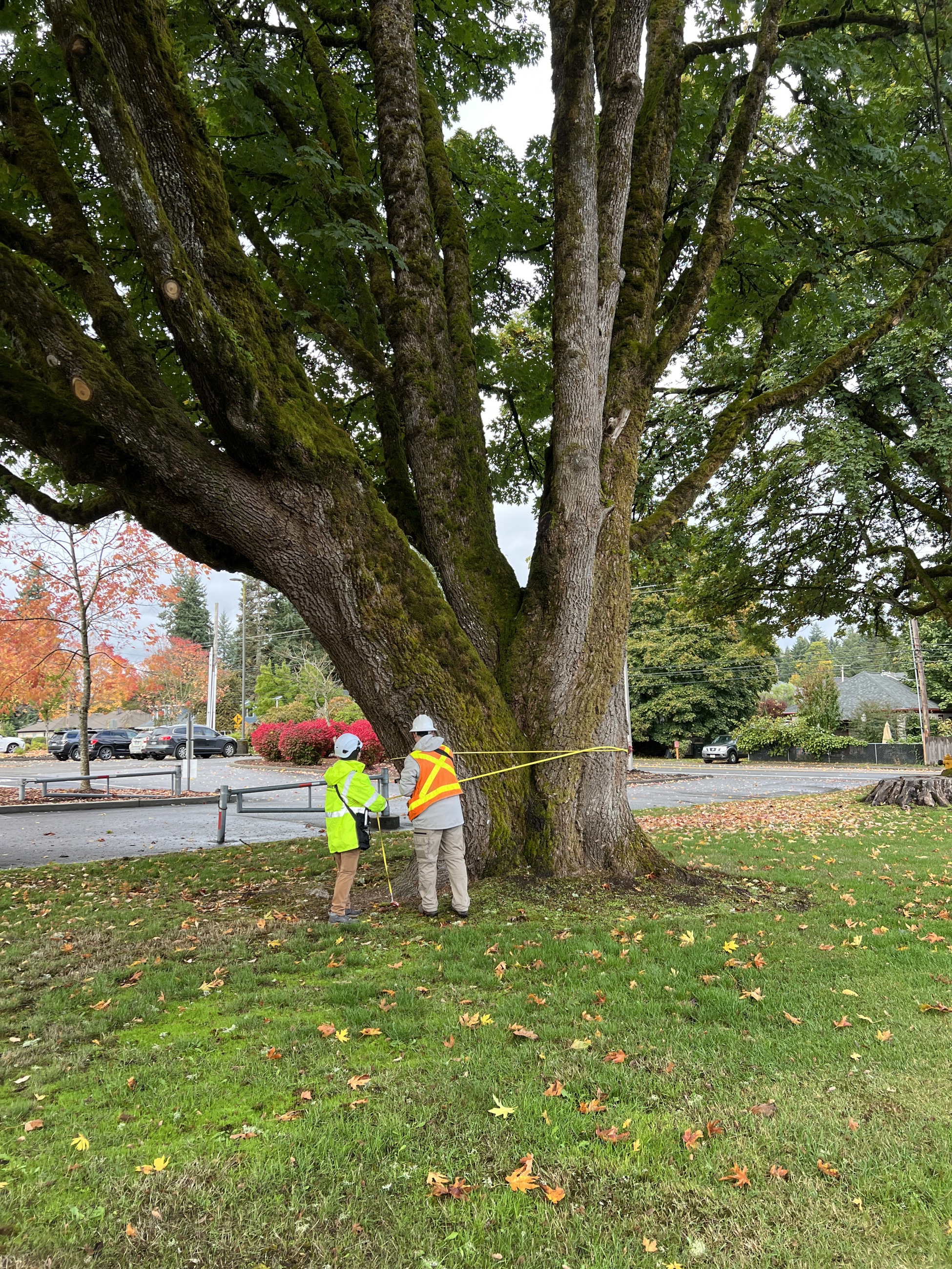 Urban Forestry Management Planning | Davey Resource Group | Davey Tree
