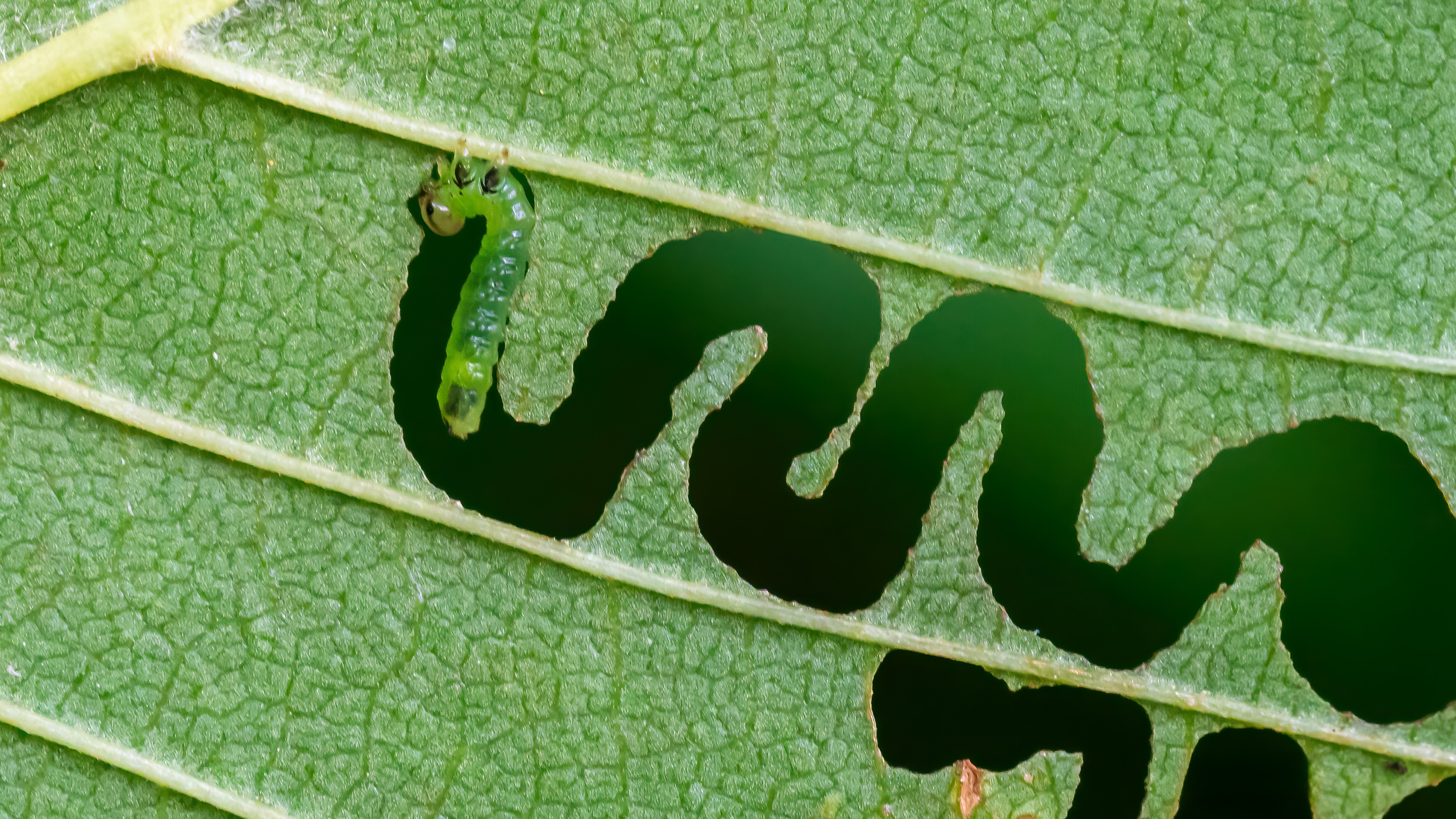 Arbor Green PRO® Tree Fertilizer | Davey Tree