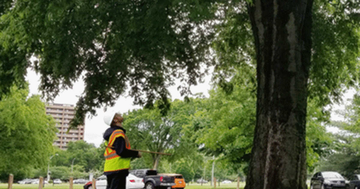 Leveraging Your Tree Inventory Data | Davey Tree