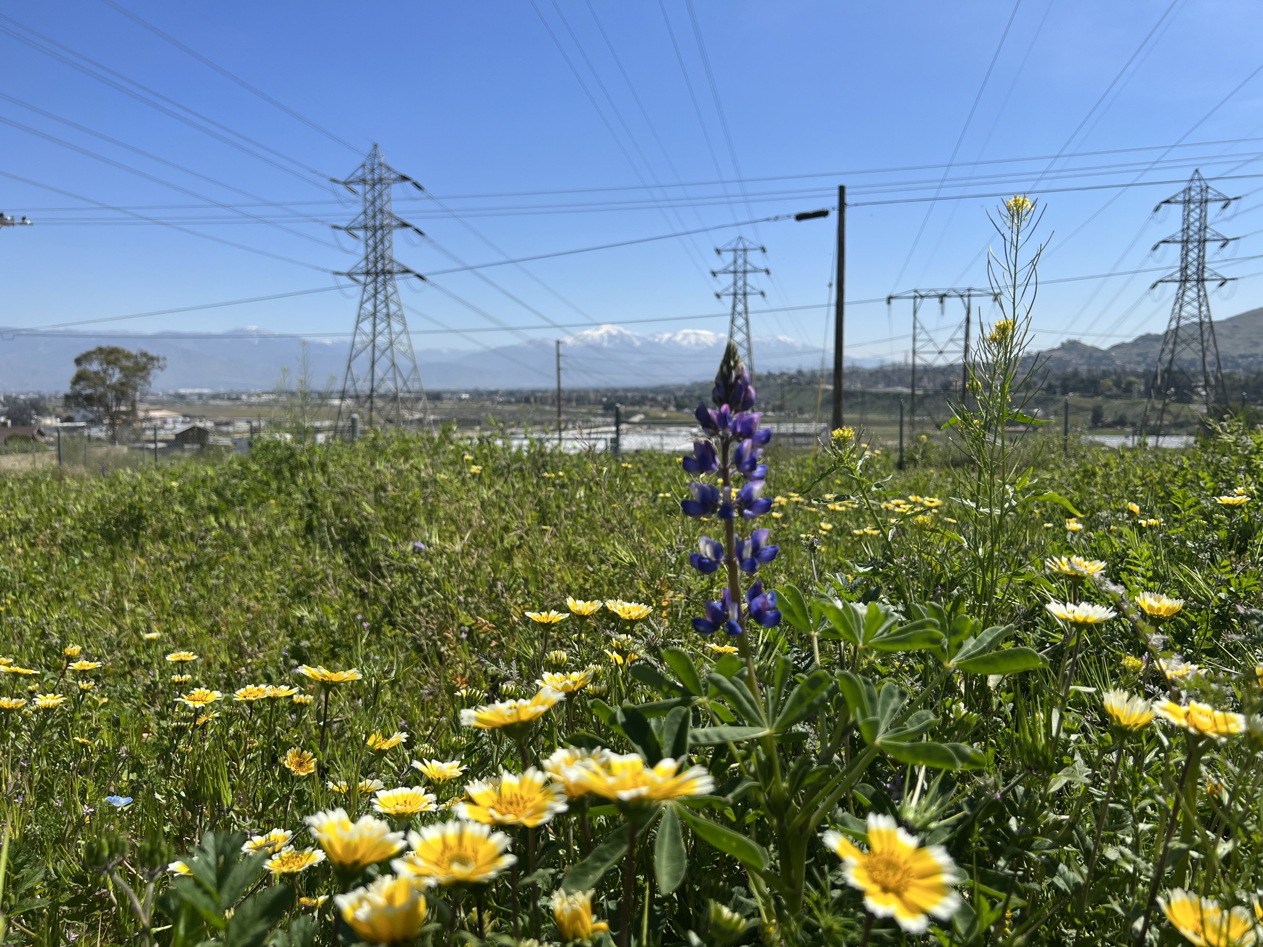 DRG Helps SoCal Edison Reduce Wildfire Risk in San Bernardino County ...