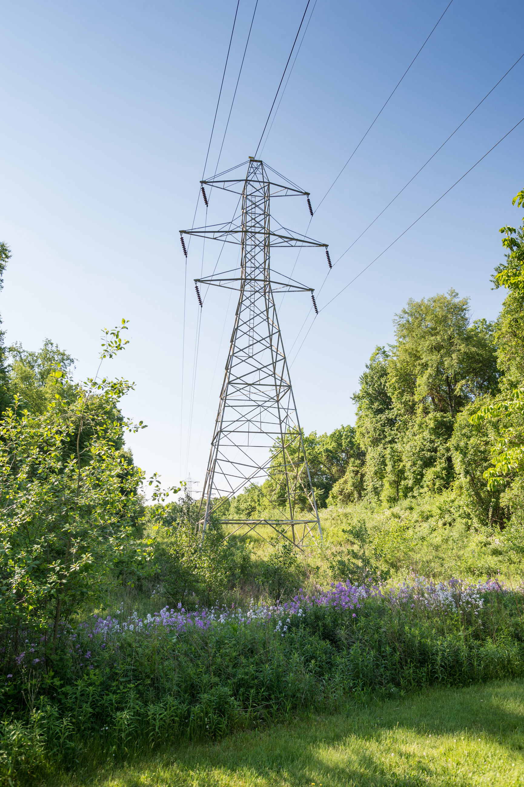 Vegetation Management Consulting | Utility Tree Services | Davey Tree