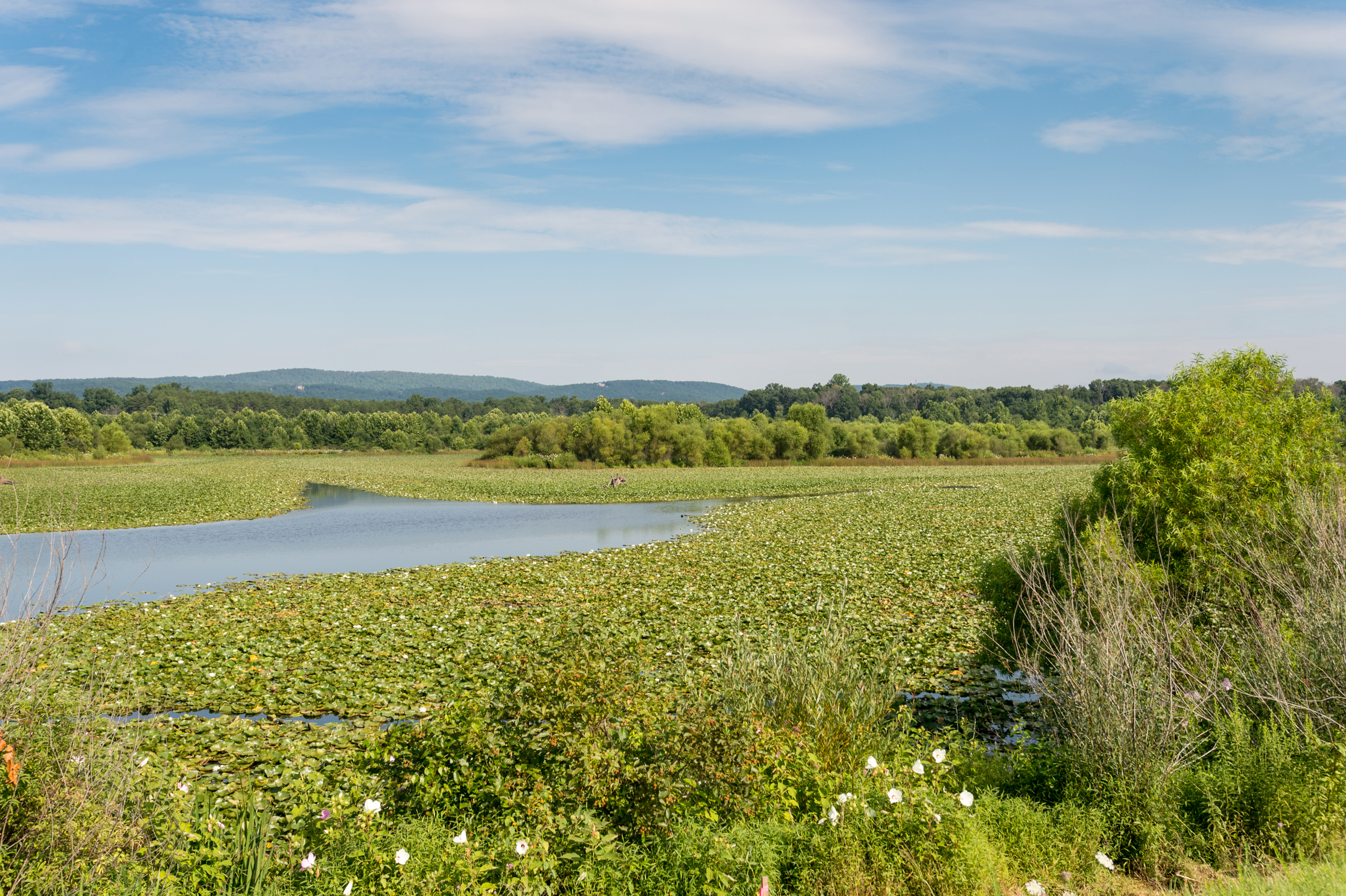 Wetland & Stream Services | Davey Resource Group | Davey Tree