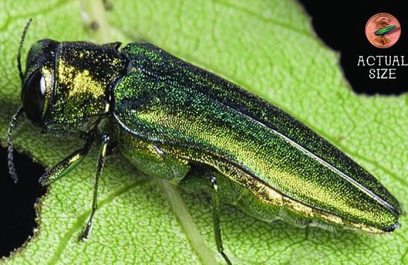 How to Identify Emerald Ash Borer (EAB) | Davey Tree