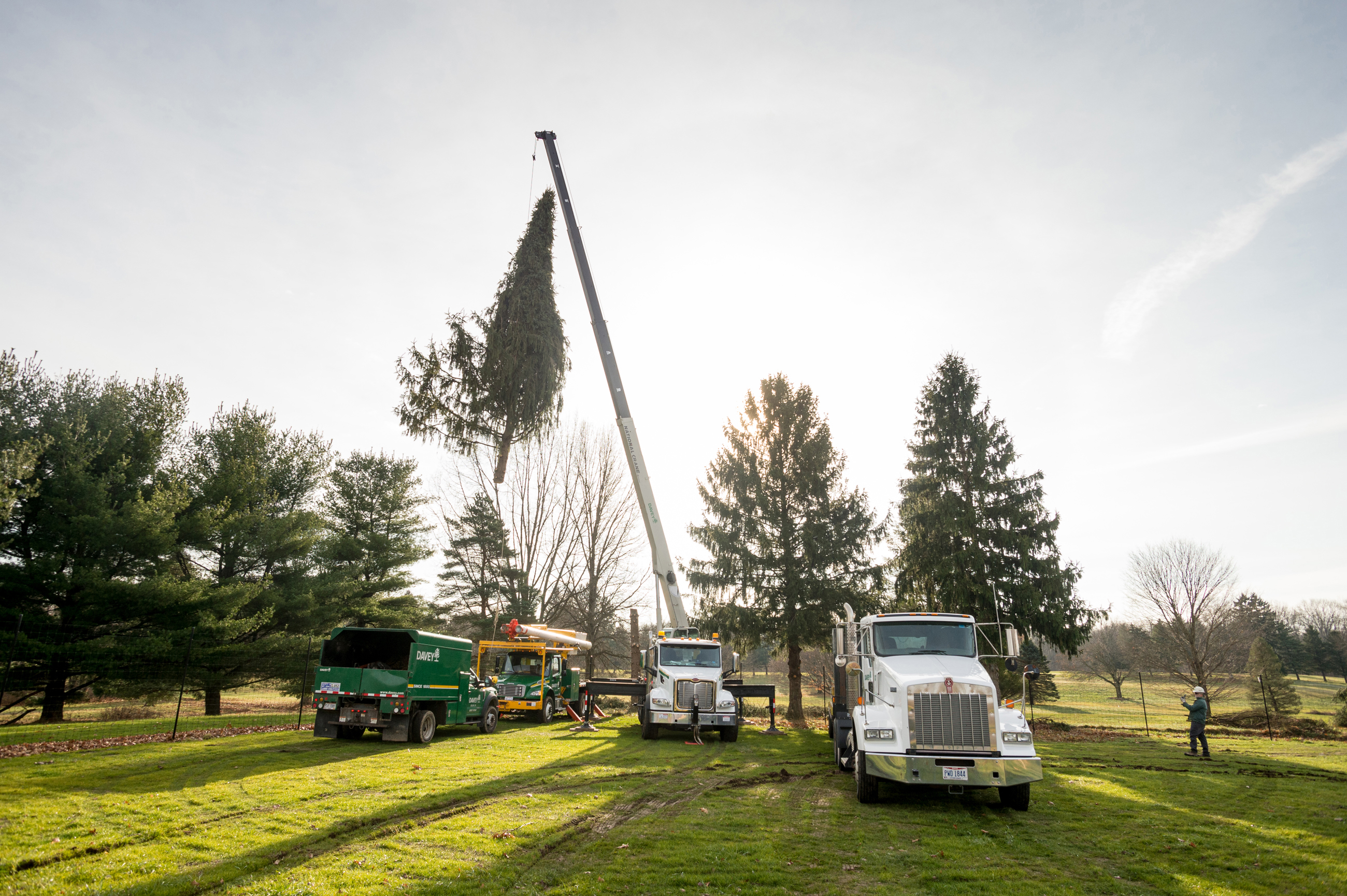Commercial Large Tree Moving & Transplanting Services | Davey Tree