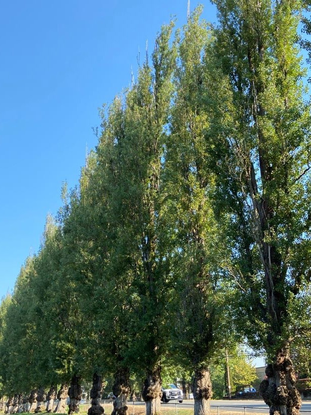 DRG Helps Washelli Cemetery In Seattle Manage Disease Among Lombardy ...