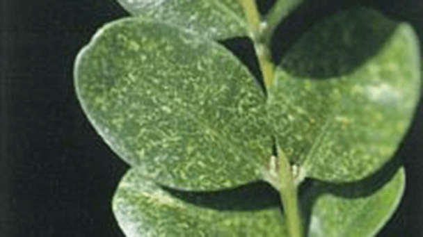 Boxwood Psyllid, Boxwood Leafminer, Boxwood Spider Mites | Davey Tree