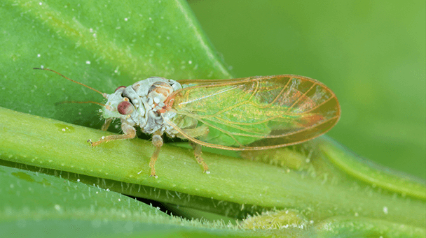 Boxwood Psyllid, Boxwood Leafminer, Boxwood Spider Mites | Davey Tree