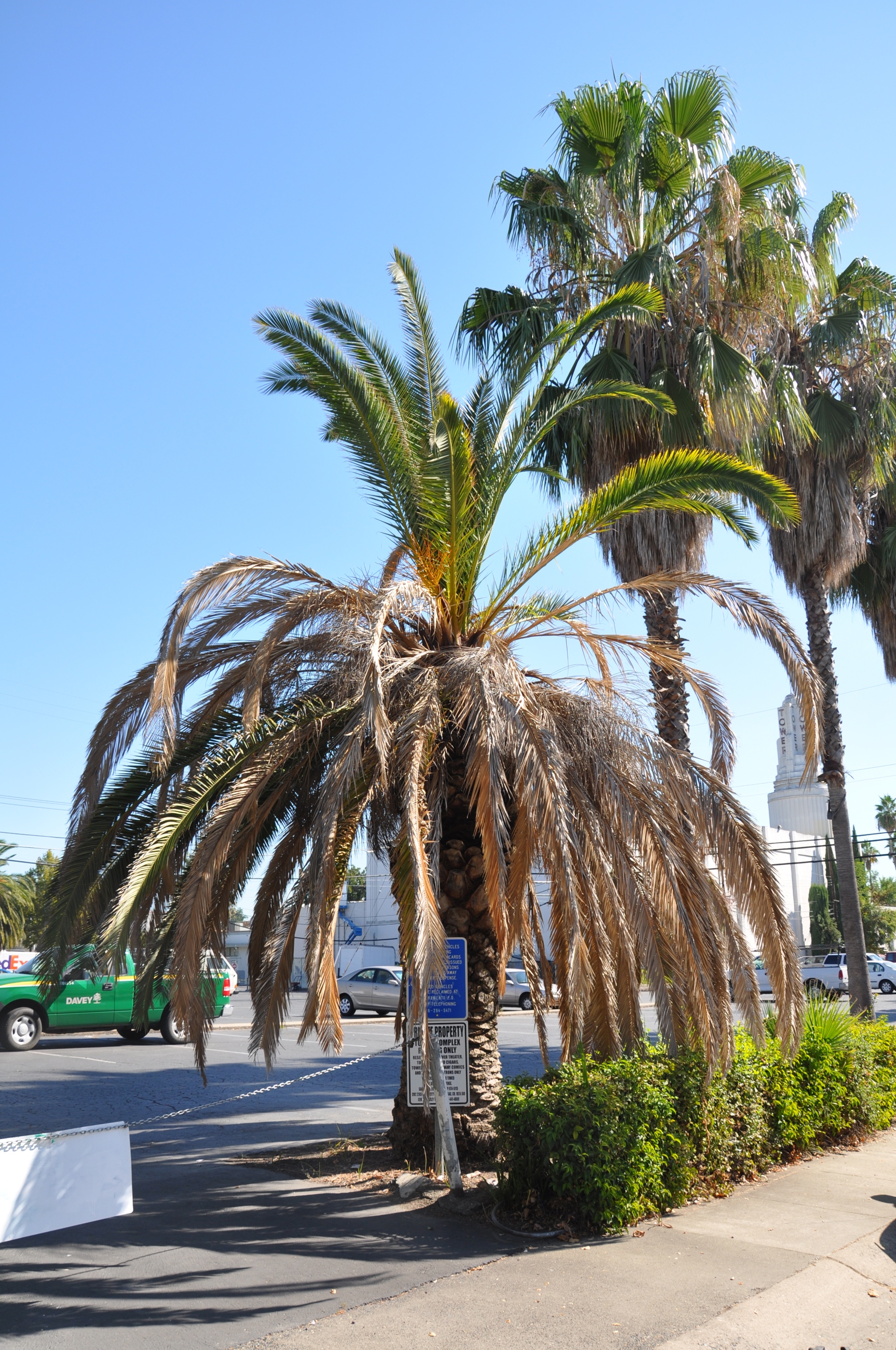 Ganoderma Butt Rot of Palms | Davey Tree