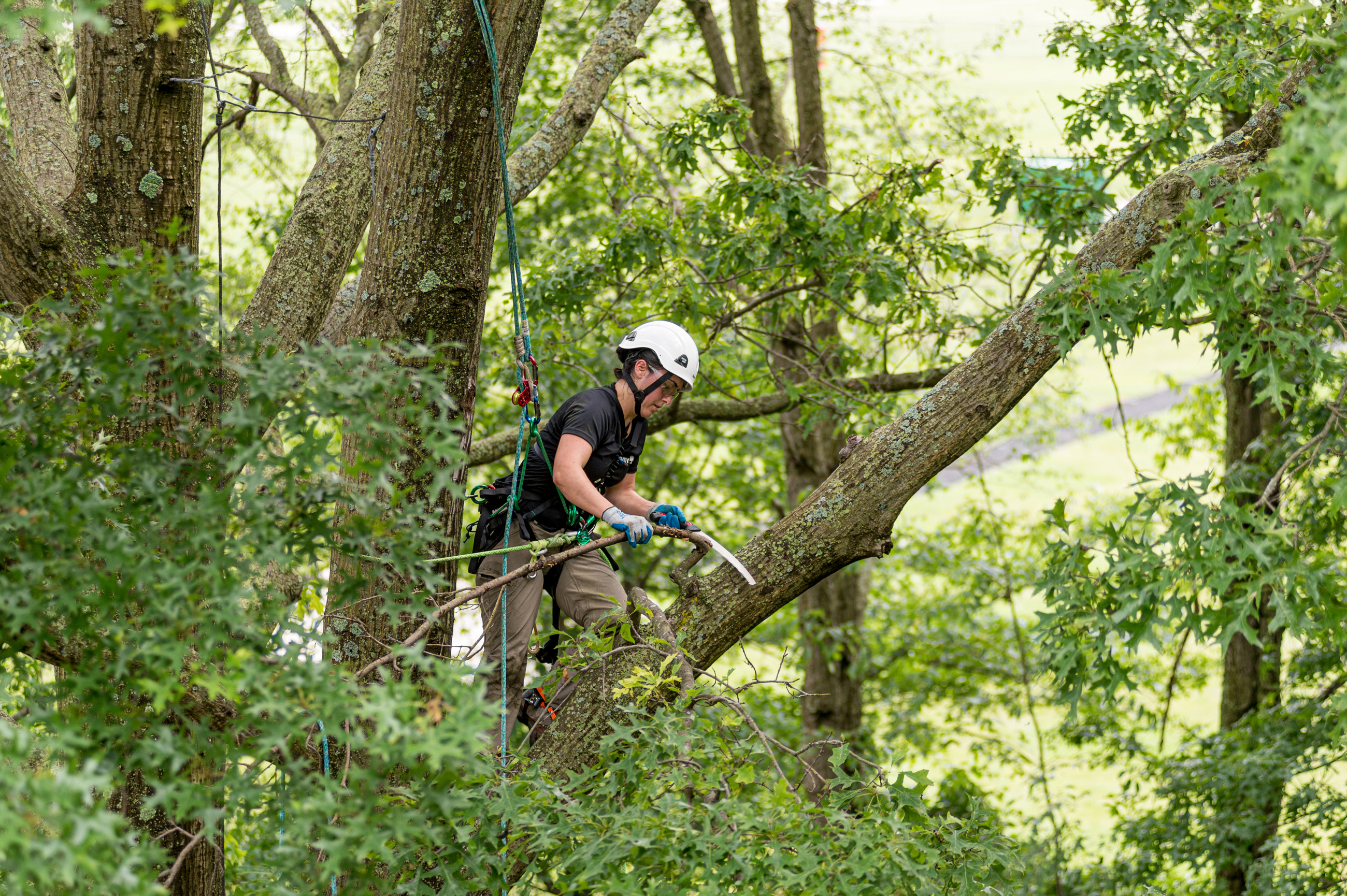Tree Trimming & Pruning Services | Davey Tree
