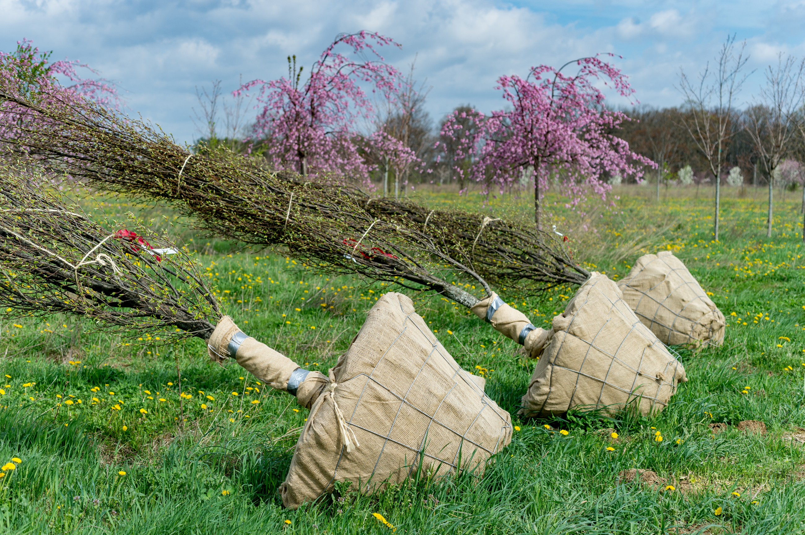 Commercial Tree Planting & Transplanting Services | Davey Tree