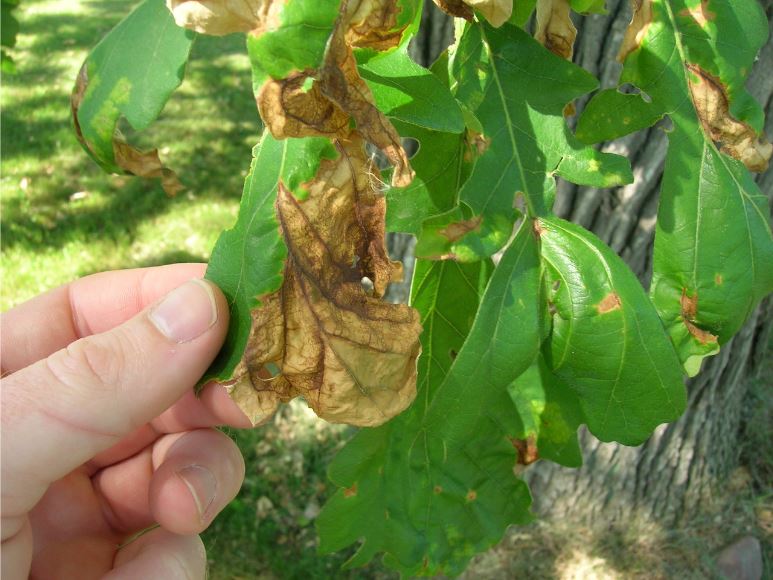 Tree Infestation Identification: Early Warning Signs | Davey Tree