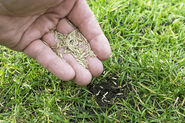Professional Lawn Care Services | Davey Tree