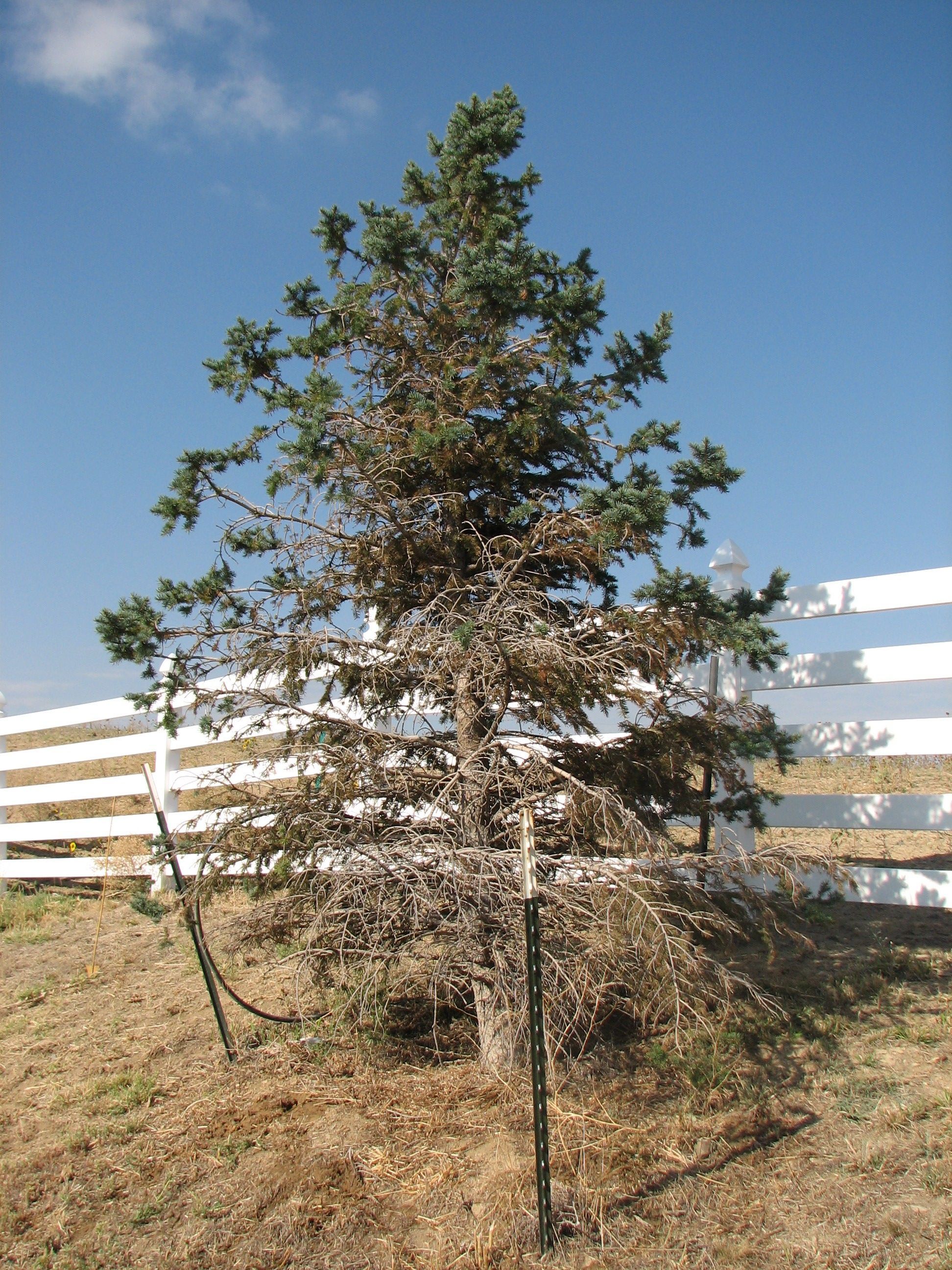 Residential Tree Planting & Transplanting Services | Davey Tree Residential Tree Planting & Transplanting Services | Davey Tree