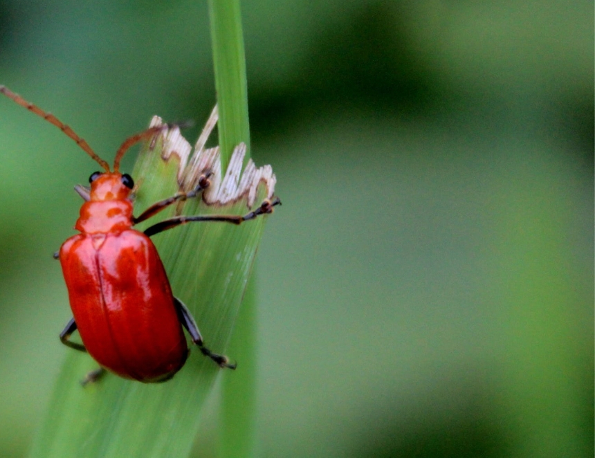 Tree Removal Services | Davey Tree
