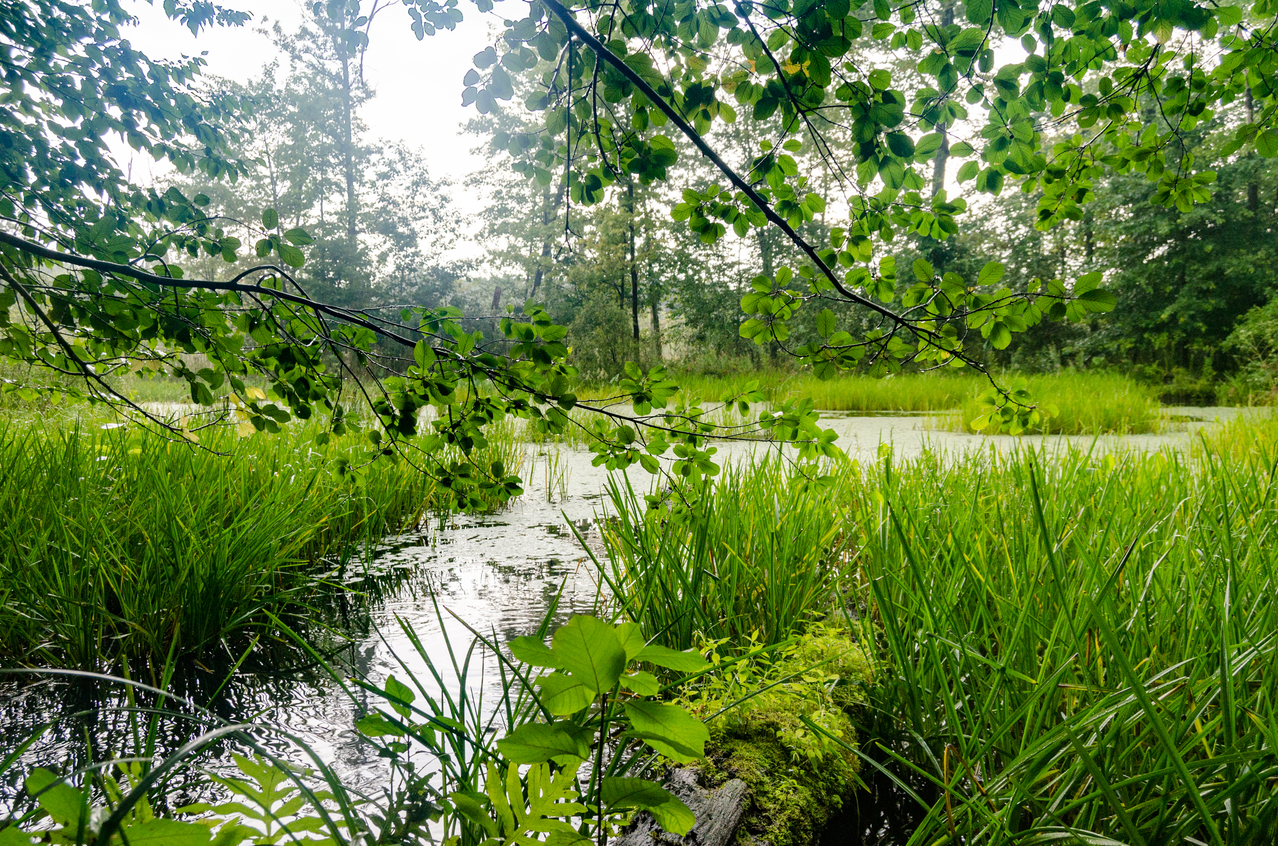 Environmental Consulting Services Davey Resource Group Davey Tree