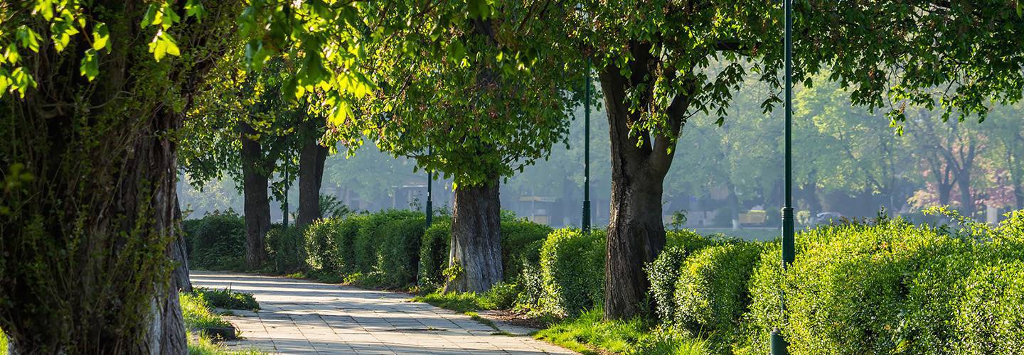 Smart Urban Forestry With Smart Tree Inventory | Davey Tree