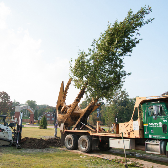 Tree Planting Services | Davey Tree