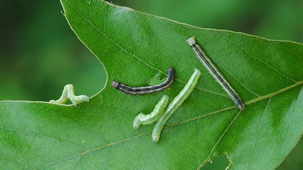 Fall & Spring Cankerworms: Damage, Treatment & Control | Davey Tree