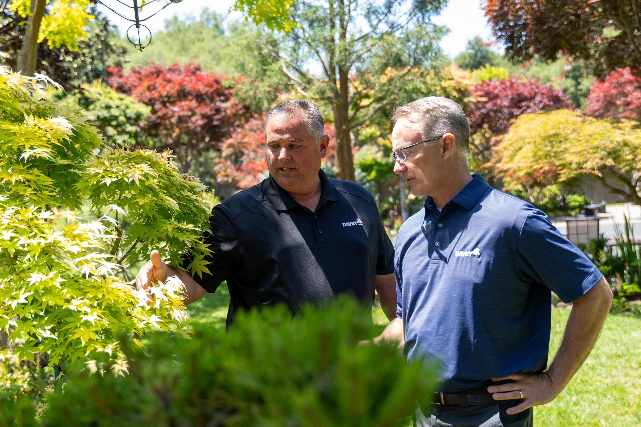 How To Treat & Remove Girdling Roots | Davey Tree