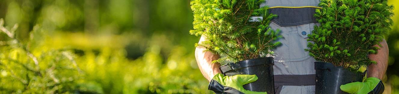 Professional Tree Planting | | St. Paul & Minneapolis, Minnesota ...