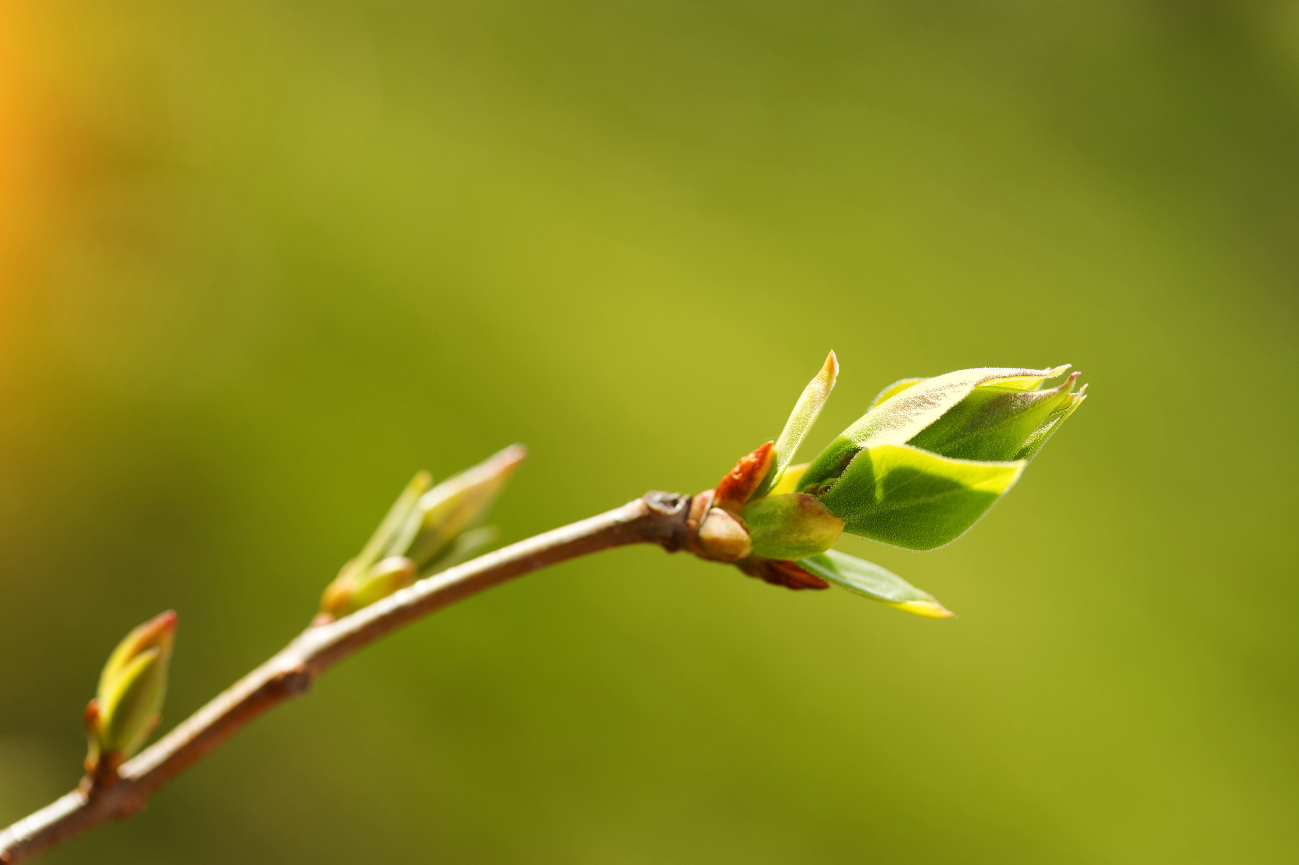 Tree Health Inspection Services & Treatment | Davey Tree