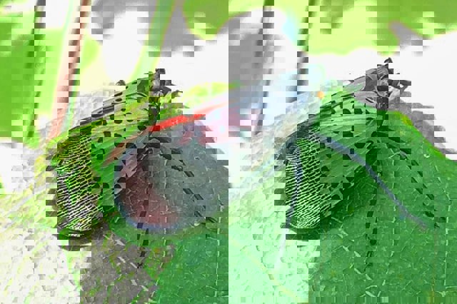 Environmental Consulting Services in Indiana | Davey Tree