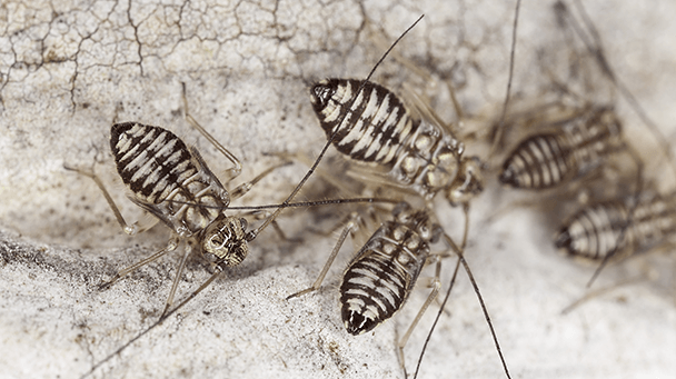 Bark Lice: Are Bark Lice Harmful | Davey Tree