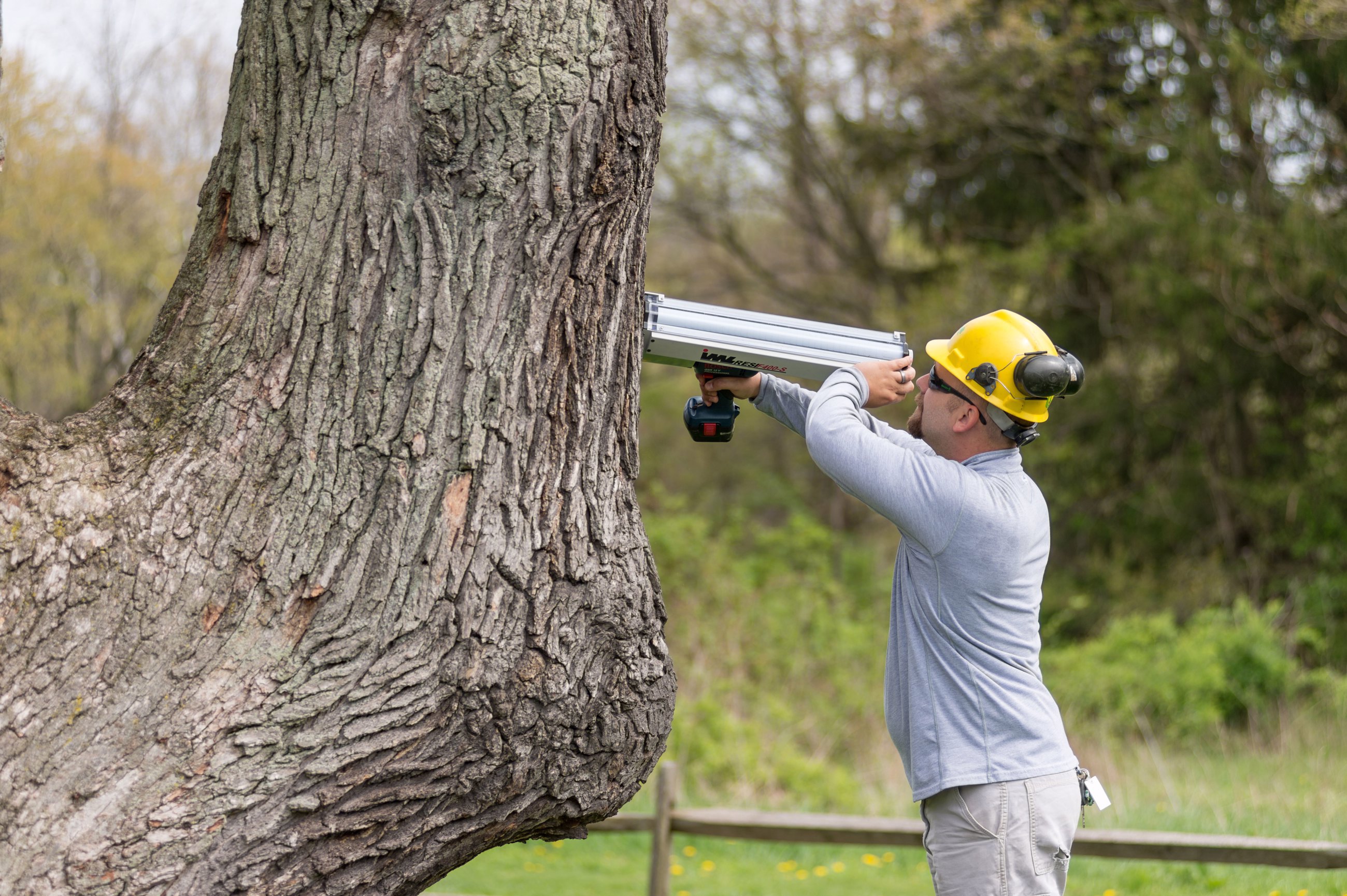 Tree Risk Assessment | Davey Tree