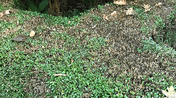 Boxwood Blight Identification, Symptoms & Management | Davey Tree