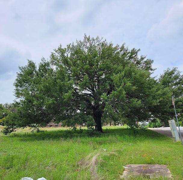 Parker Lane Tree Assessment Report | Davey Tree