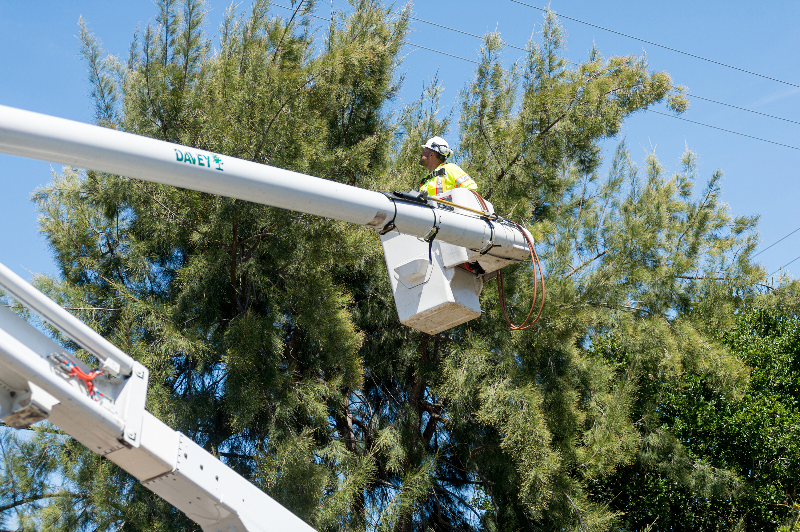 Vegetation Management Consulting | Utility Tree Services | Davey Tree