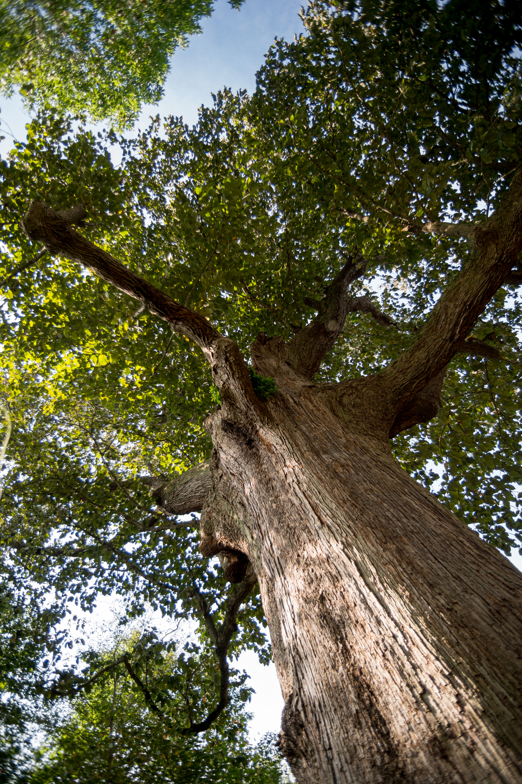 Davey Tree Services Near North Minneapolis, Minnesota | Davey Tree