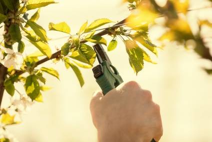 Professional Tree Services by Certified Arborists | Davey Tree