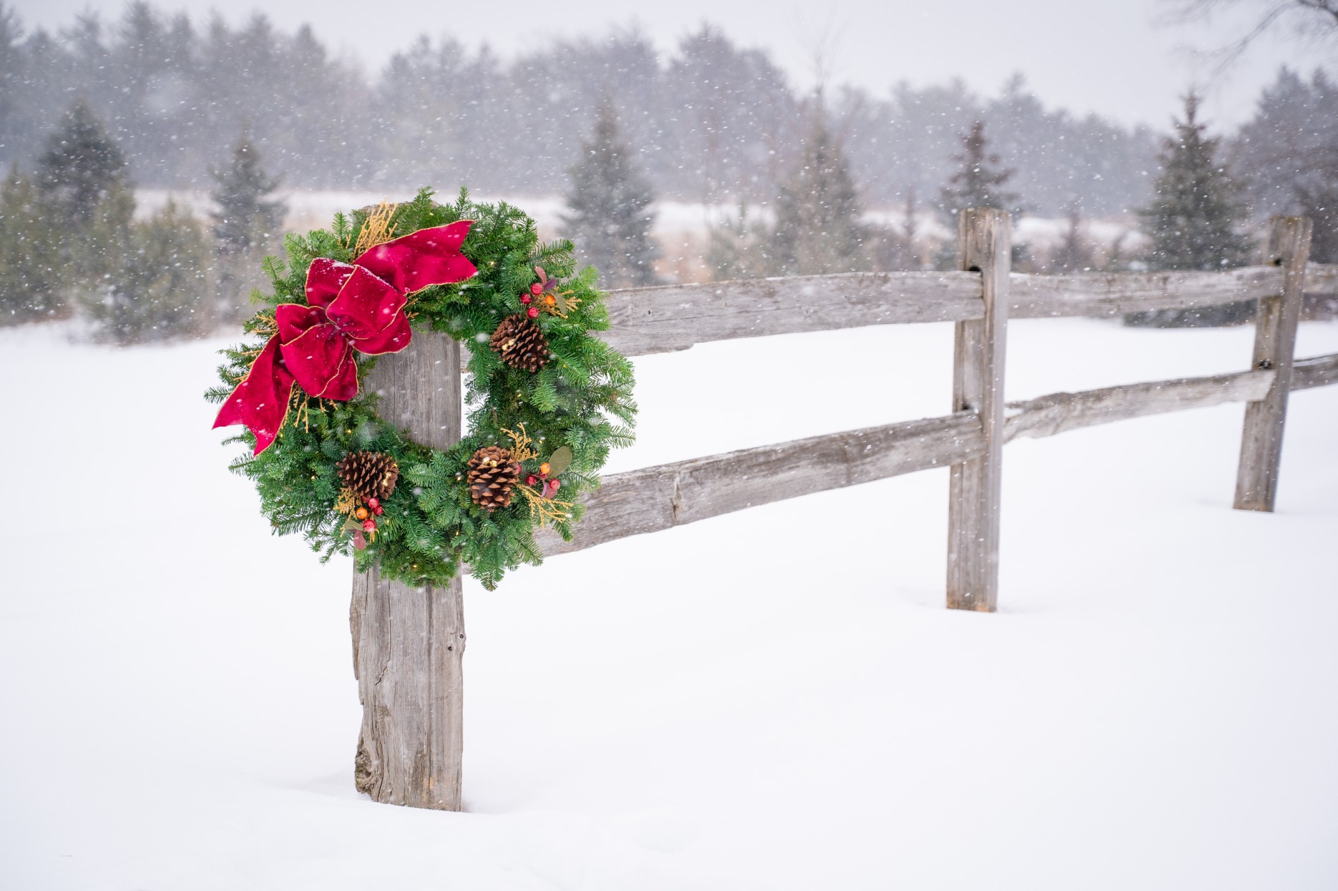 Arbor Green PRO® Tree Fertilizer | Davey Tree