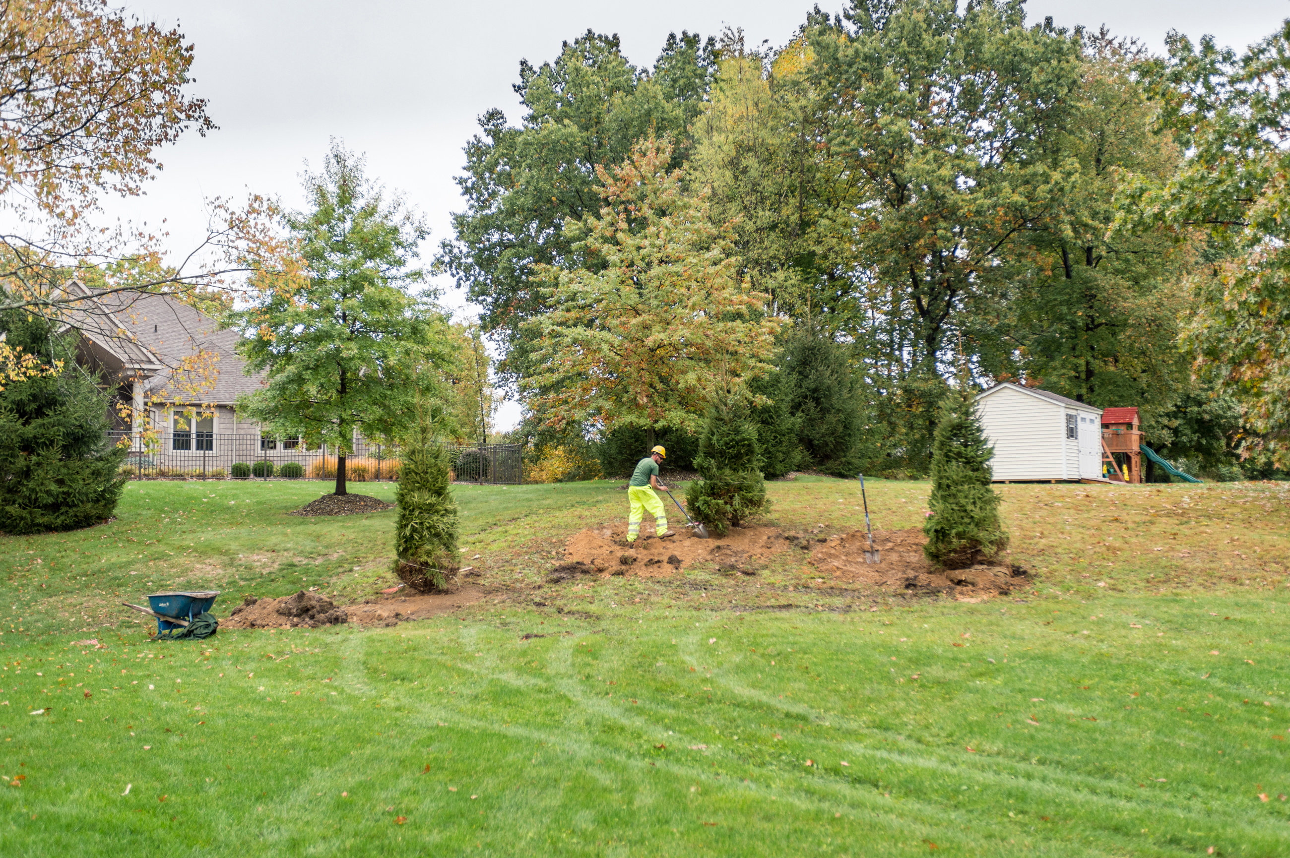 Residential Tree Planting & Transplanting Services | Davey Tree