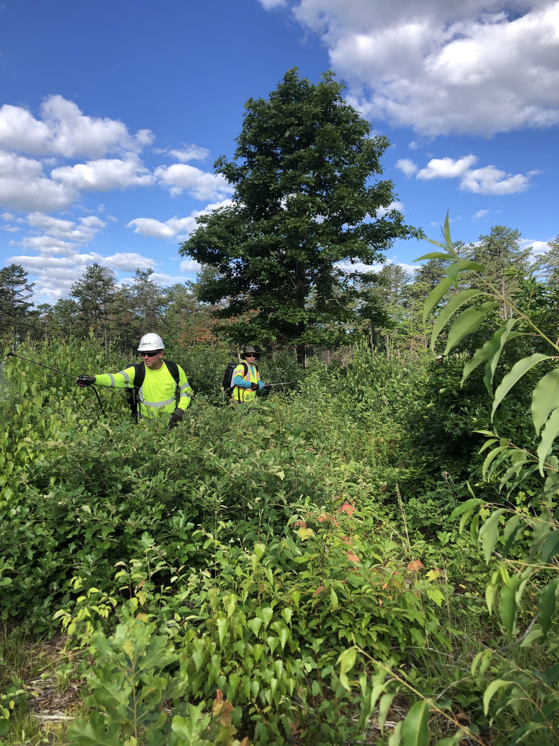 Integrated Vegetation Management | Davey Resource Group | Davey Tree