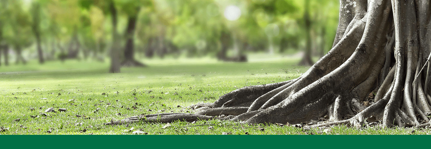 Tree Root Protection & Root Pruning | Davey Tree