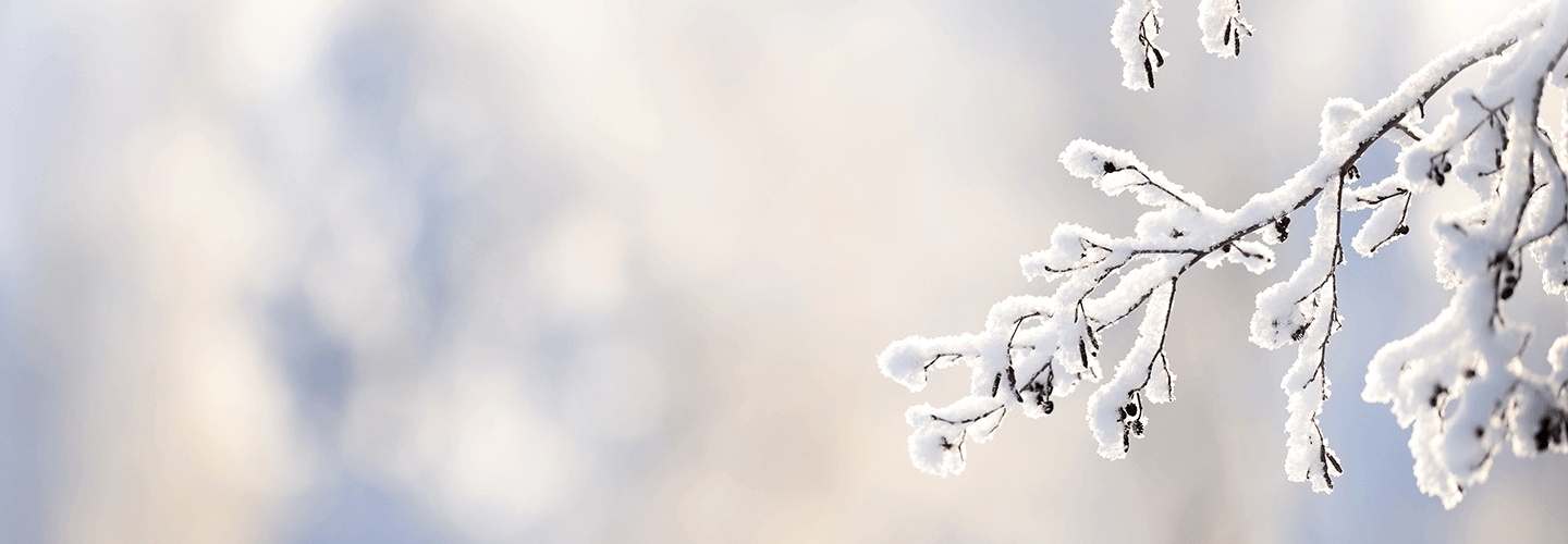 Tree Removal Services | Davey Tree