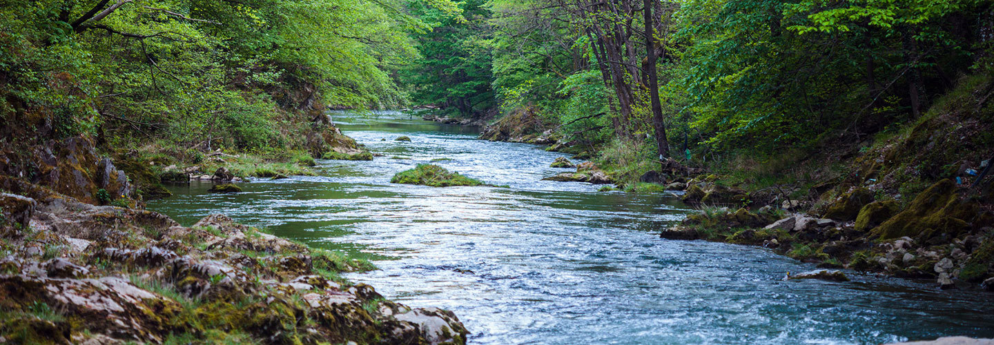 Environmental & Ecological Consulting Services in Michigan | Davey Tree