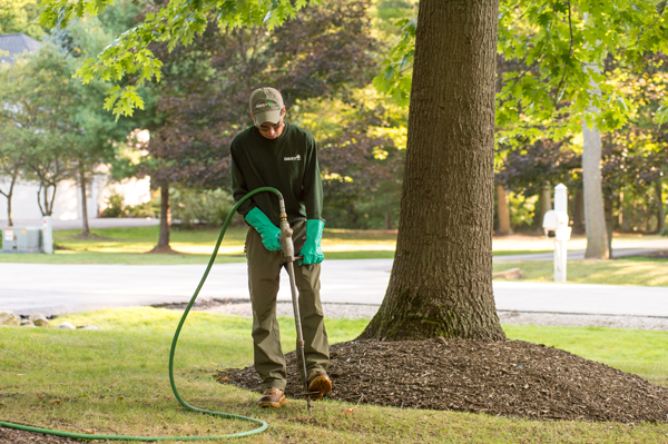 Tree and Shrub Fertilization Services | Davey Tree