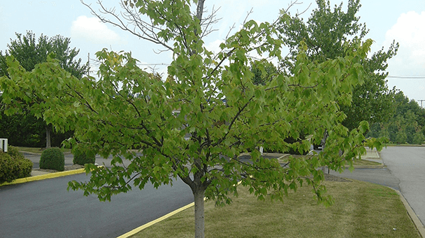 Causes of Maple Decline: Sugar, Norway & Red Maple Trees | Davey Tree