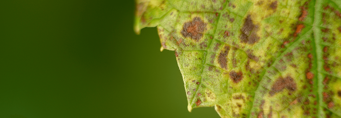 Tree Pests & Diseases Control & Treatment | Davey Tree