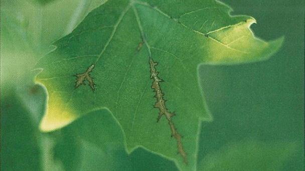 Anthracnose Disease: Ash, Maple, Oak Trees | Davey Tree