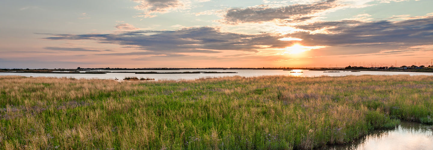 Stream & Wetland Permits & Delineation | Davey Resource Group | Davey Tree